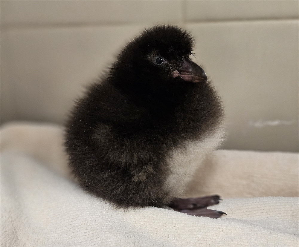 A Puffling Joins Atlantic Puffin Colony at Central Park Zoo > Newsroom